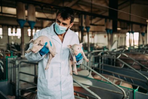 El mejor diseño de una granja porcina - Salleras - Especialistas en Granjas